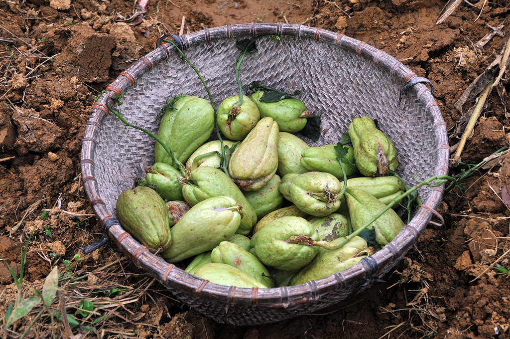 Chayotes, todo lo que debes saber sobre esta verdura mexicana