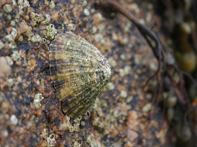 Qué es la llámpara o lapa, un molusco muy común en nuestras costas pero ...
