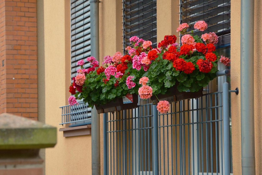¿Los geranios de tu balcón no tienen flor? Estas son las claves para ...