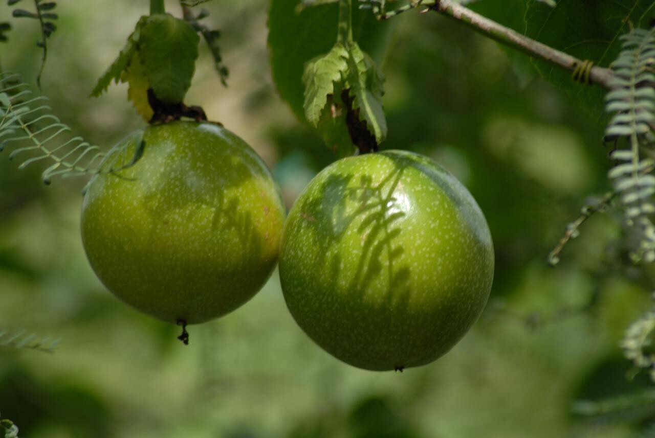 Fruta de la pasión o maracuyá, el fruto tropical de gelatinosa y dulce ...