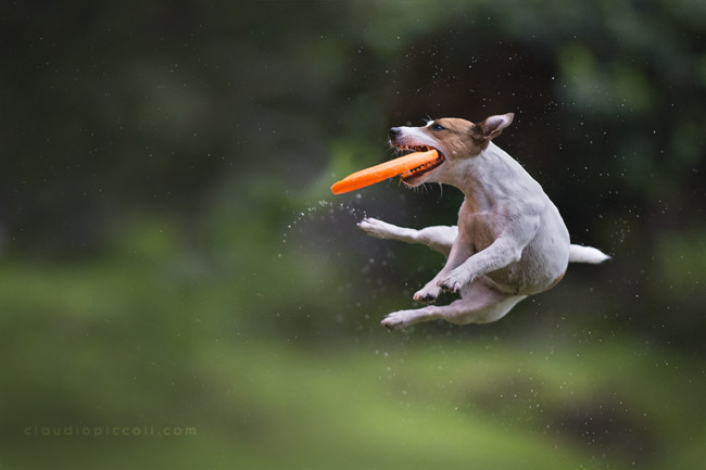 ¿Ves a tu mascota haciendo lo mismo? Espectaculares fotografías de ...