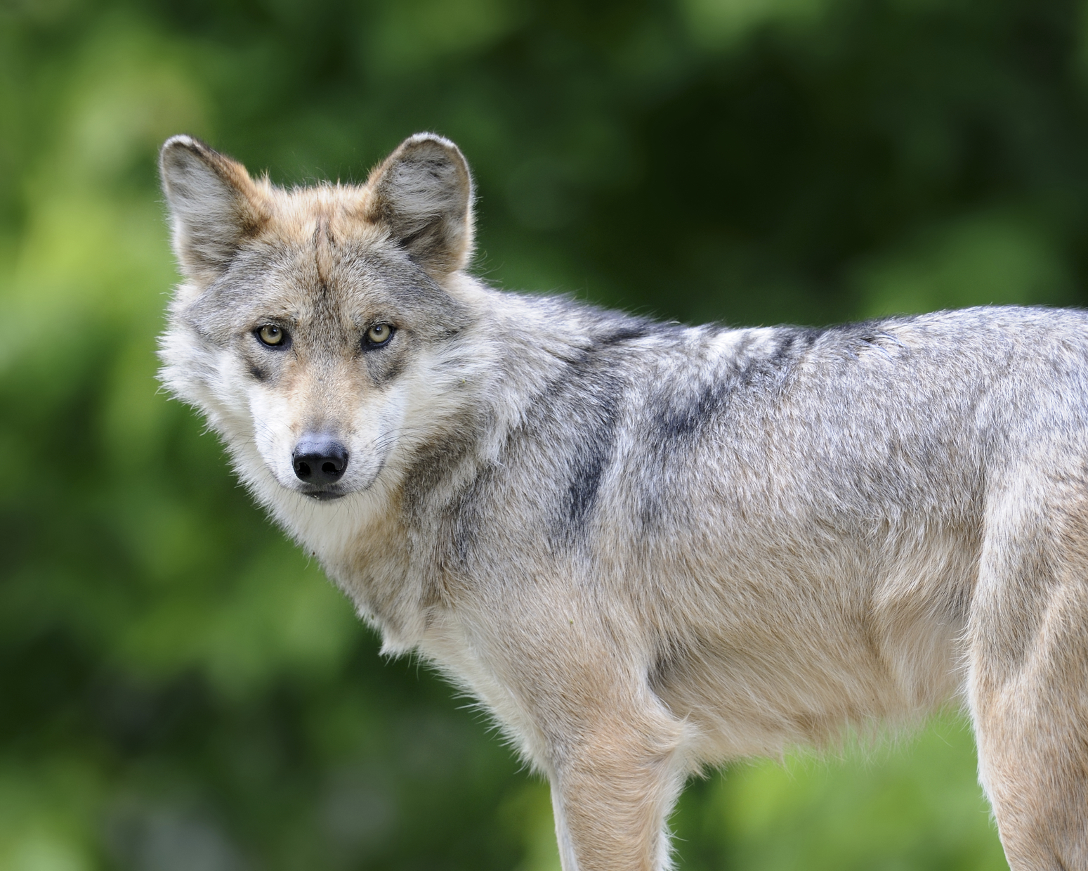 Unos padres quieren llamar 'Lobo' a su bebé, pero se lo impiden