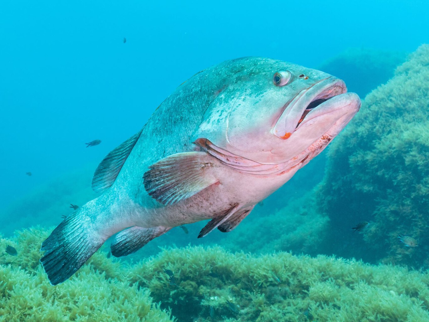 Qué es el mero o cherna, un exquisito pescado blanco hermafrodita ...