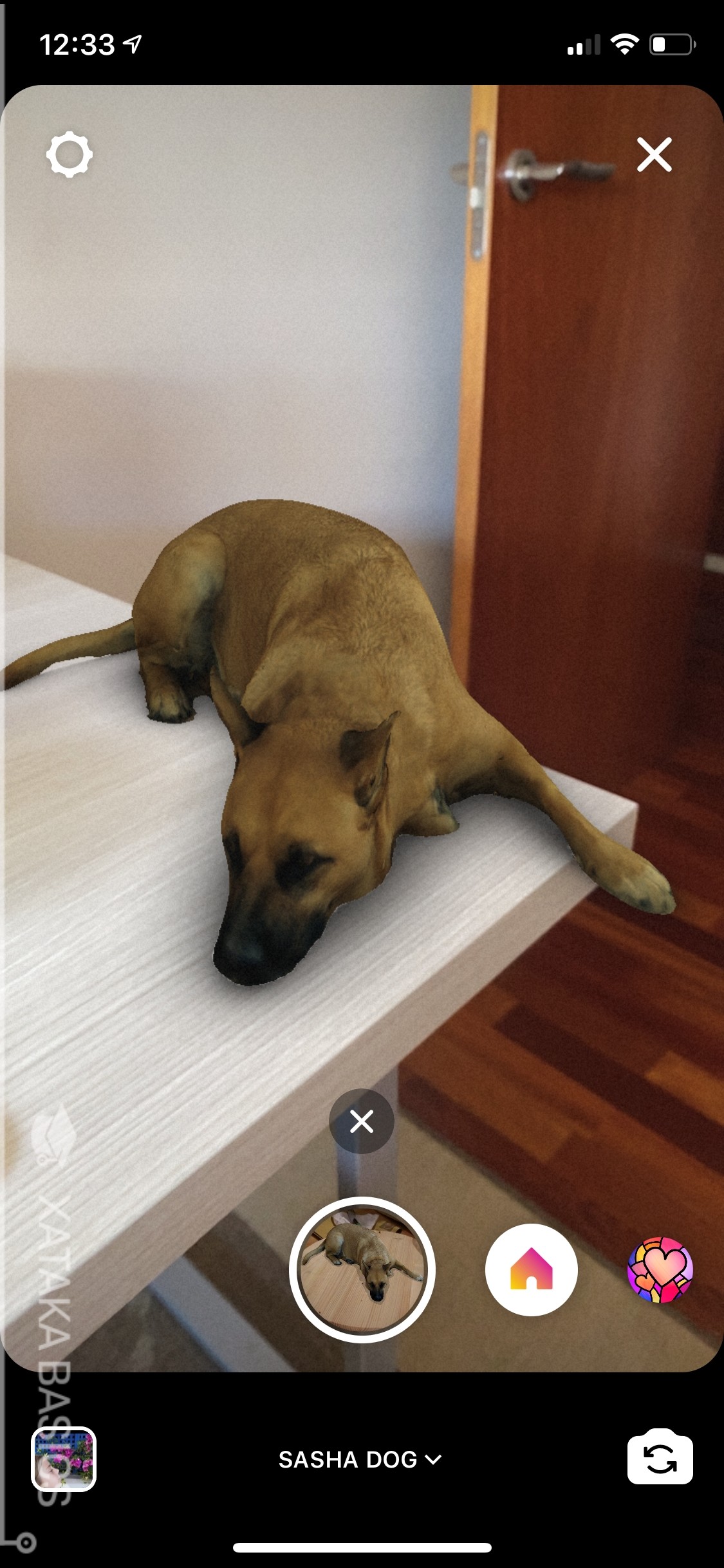 Cómo descargar Sasha Dog, el "filtro del perro" viral de Instagram que ...