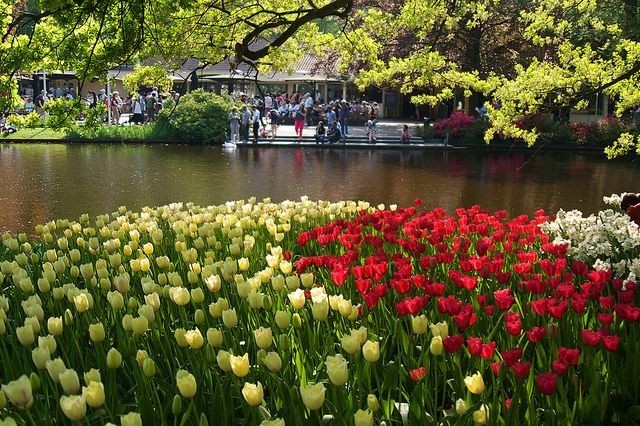 Agenda de primavera: los campos de tulipanes de Holanda – ab flores