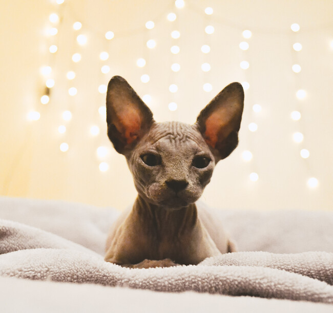 Esta raza de gato es una de las más peculiares y es apta para alérgicos