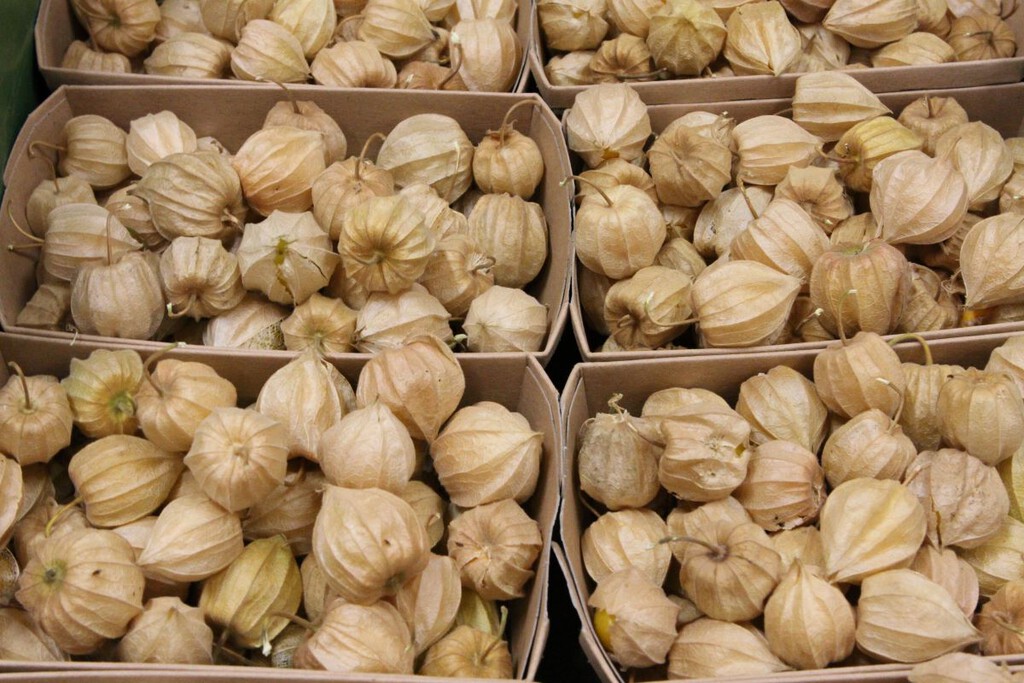 Qué es el physalis o alquequenje, la rica y saludable fruta tropical con forma de farolillo ...