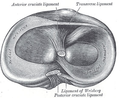 Todo sobre la rodilla (I): Anatomía