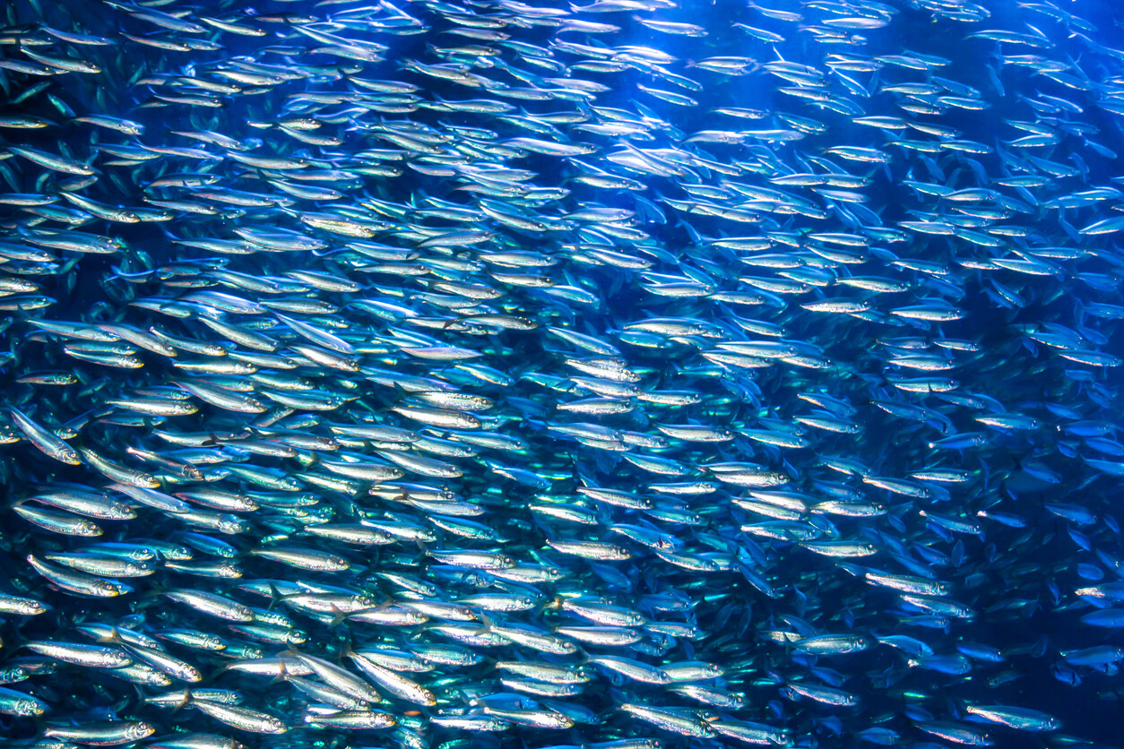 Anchoa y boquerón, el pescado azul de temporada más accesible del ...