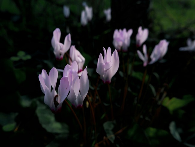 La planta que llena de flores tu casa aunque sea invierno y haga un ...