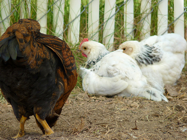 Algunos datos importantes y curiosos del huevo