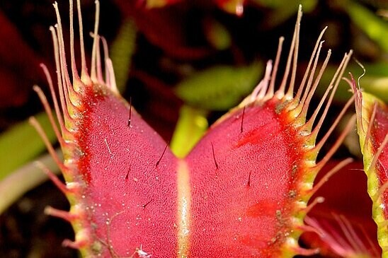 Esta planta carnívora tiene un inteligente sistema para atrapar ...