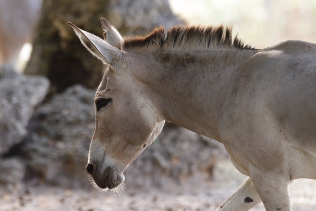 Mientras salvamos al oso panda porque es mono, dejamos extinguirse a ...
