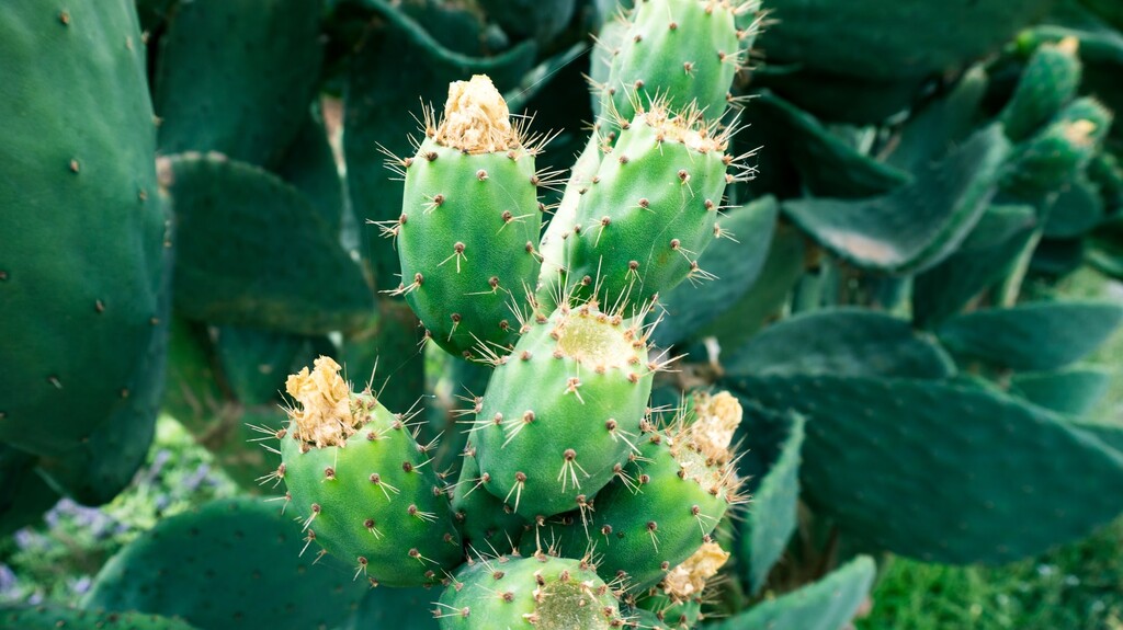 Higo chumbo o tuna, la espinosa y más deliciosa fruta del cactus: qué ...