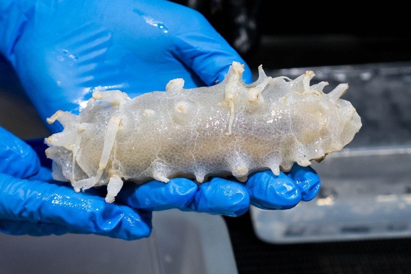 Estas espeluznantes criaturas del fondo marino fueron descubiertas ...