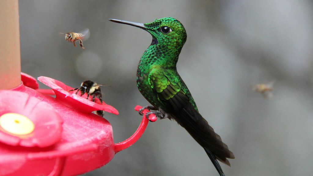 Cómo hacer bebederos para colibríes con consejos de expertos y tips ...