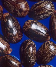 El castor oil no está hecho de castores