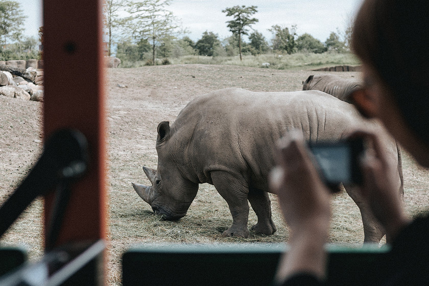 Elogio del zoo: por qué son esenciales para muchas especies y no una ...