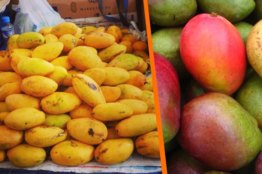 ¿Cuáles son las diferencias entre mango manila y mango petacón?