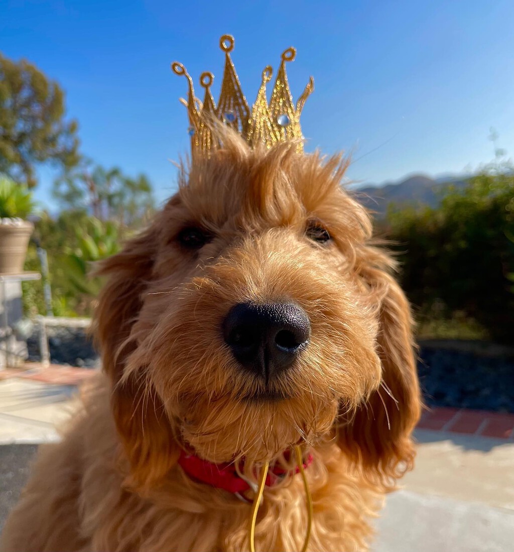 Lisa Kudrow querría adoptar a Alfred, el precioso perro de Matthew ...