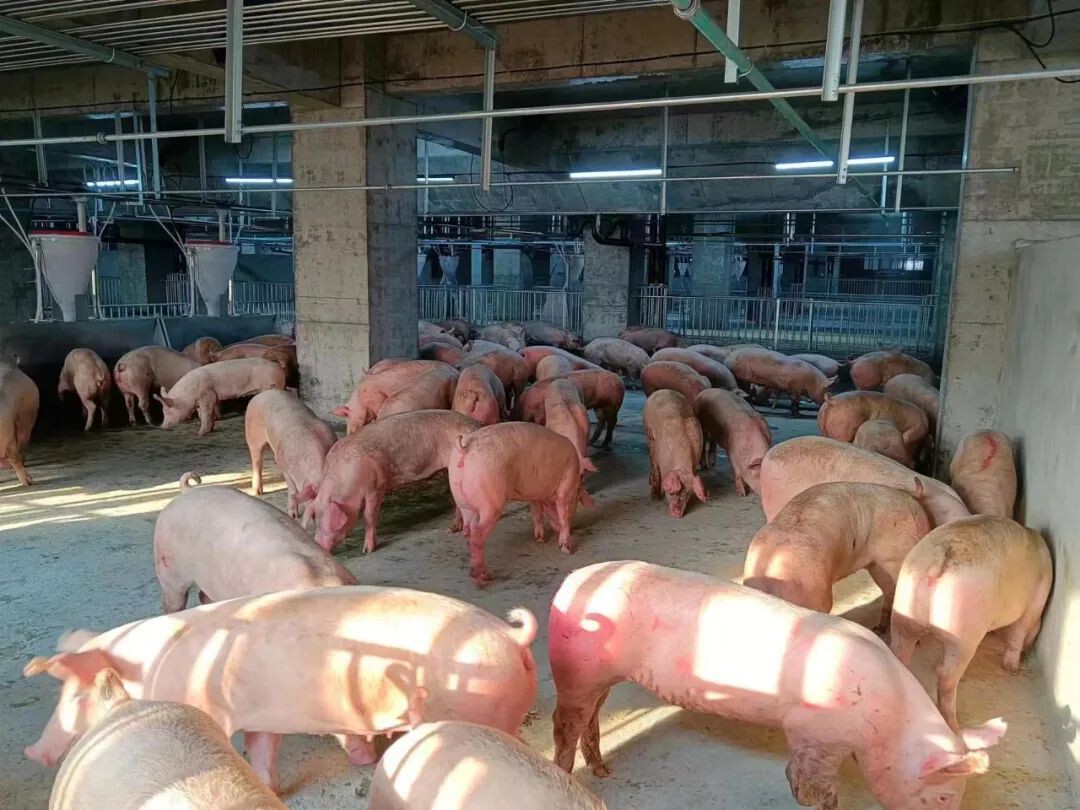 Un rascacielos de 26 pisos donde sólo vivirán cerdos: la descomunal ...