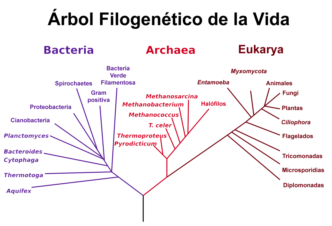 LUCA, así era el microorganismo ancestral del que surgimos todos los ...