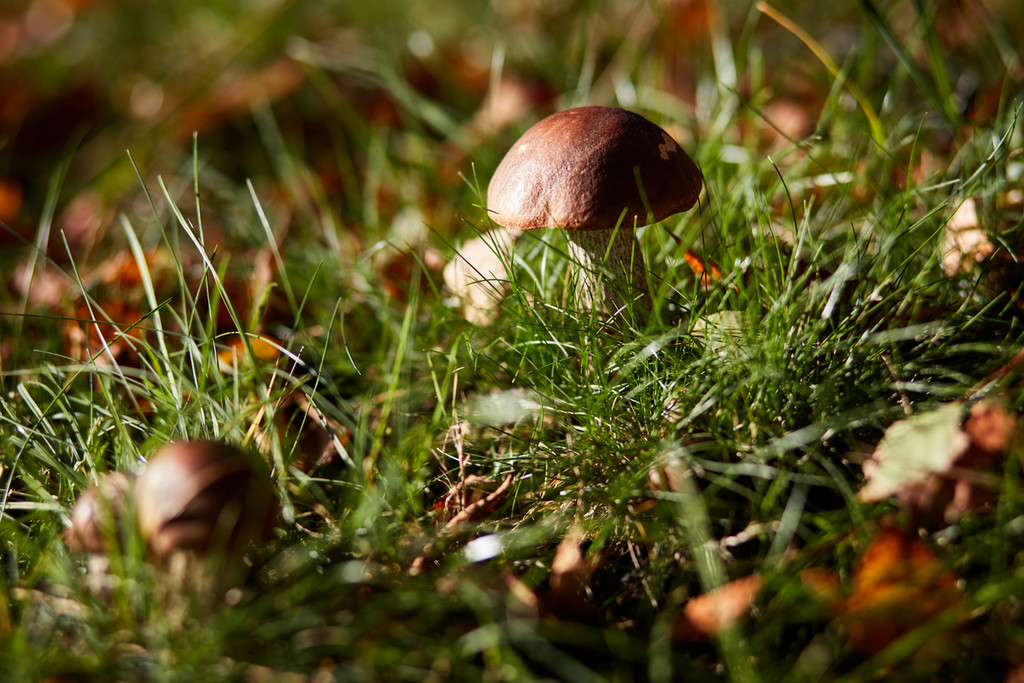 Qué podemos esperar de la nueva temporada de setas (y dónde coger ya ...