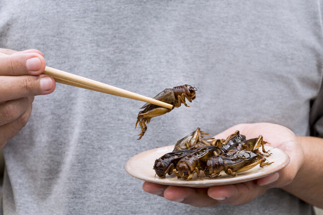 Chicote se adentra en el mundo de los insectos como alimento: te ...