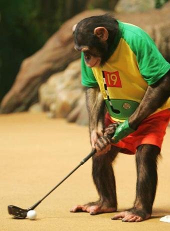 8 cosas que compartimos con los simios que no creíamos compartir (y II)