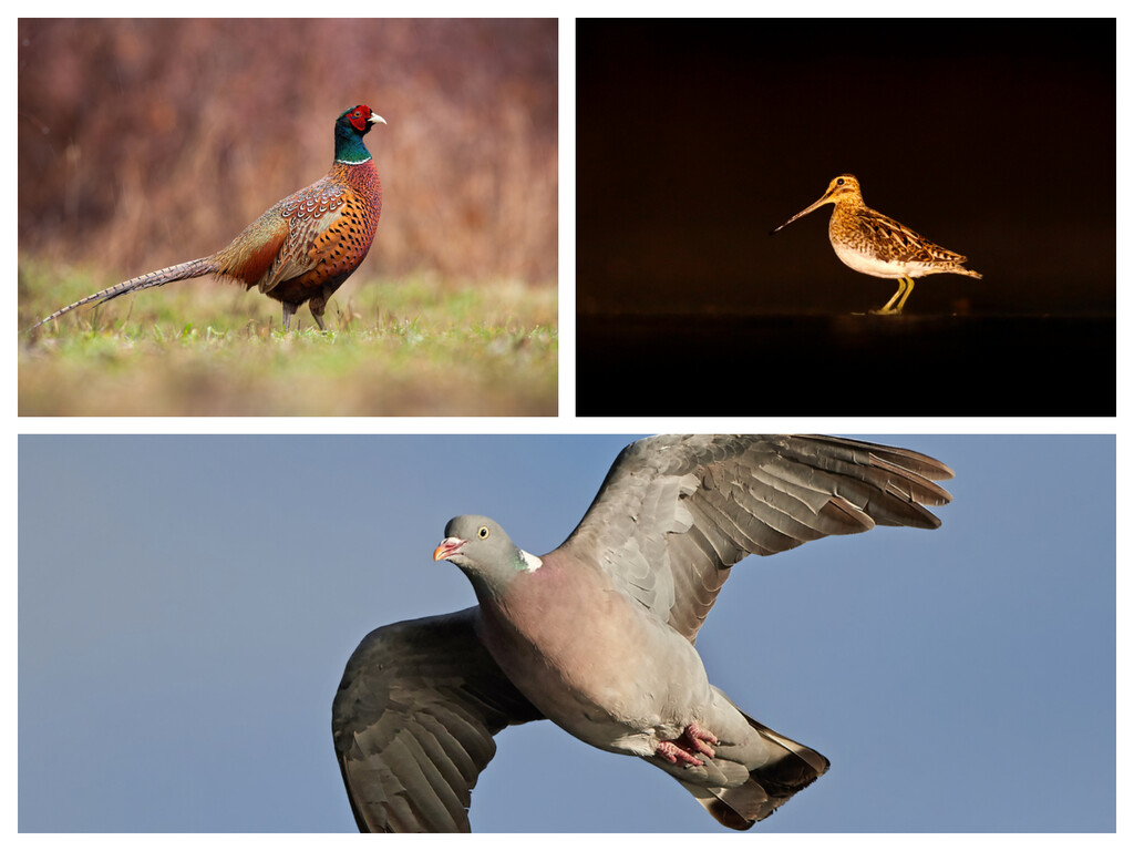 11 de los mejores chefs españoles de caza (y el mejor pollero) explican ...