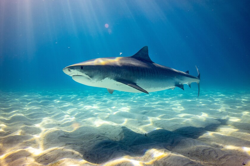 Hace 19 millones de años, los tiburones estuvieron a punto de ...