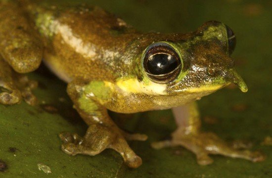 Ránking de las especies más raras del mundo