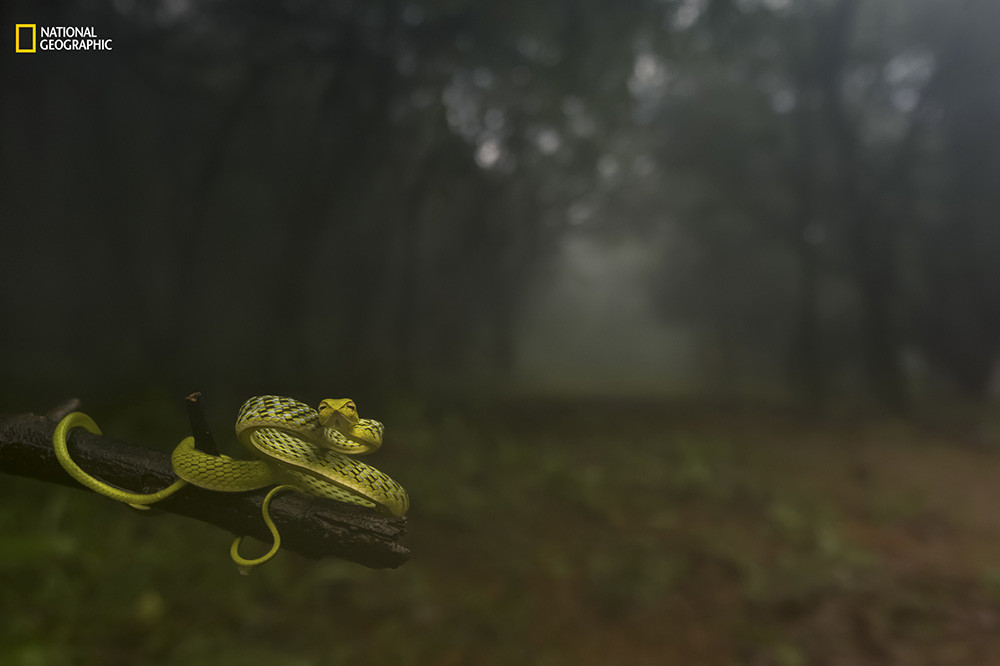 Fotos ganadoras del concurso National Geographic Nature Photographer of ...