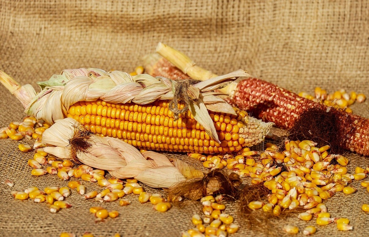 Semillas en Mexico Como una semilla nativa da estabilidad a la alimentacion