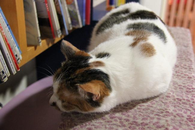 Top 7 Cat cafés para acompañar a tu gato