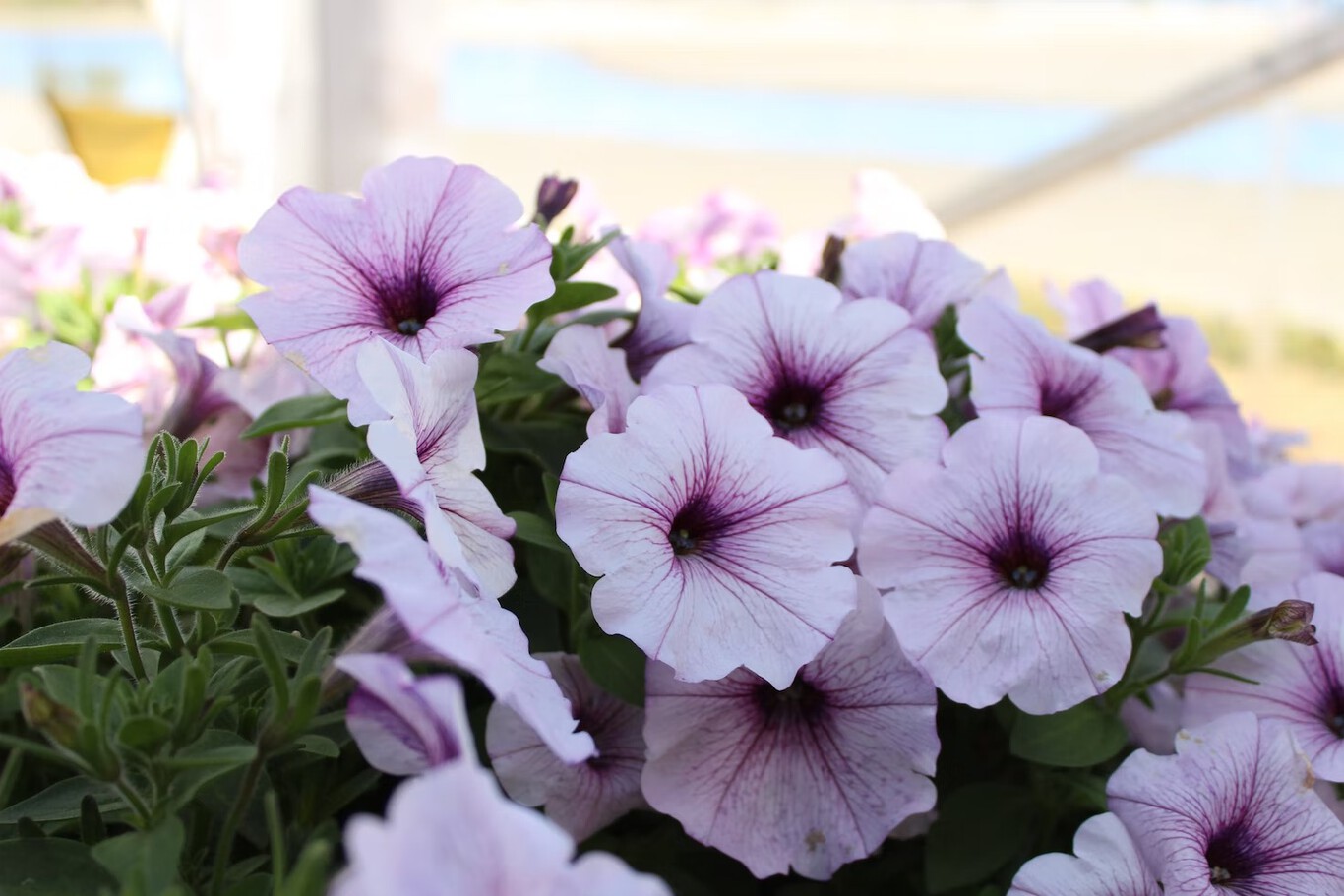 Petunias: cómo cuidar la planta de exterior que llenará de flores tu ...