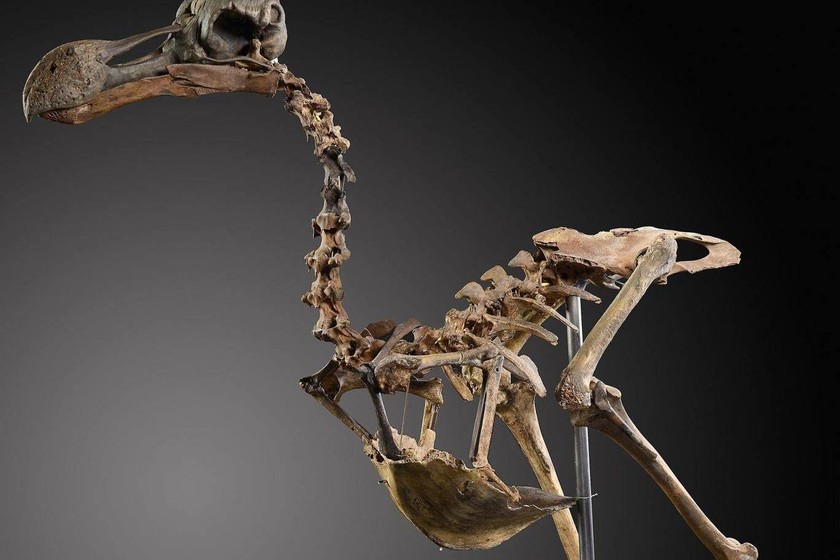 El esquleto de dodo más caro jamás subastado