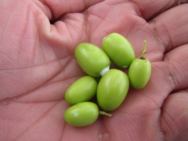 Más que un árbol: el Neem te brinda sombra, frescura y un hogar libre ...