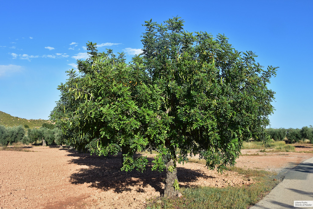 Qué es la algarroba, propiedades y uso en la cocina del fruto del algarrobo