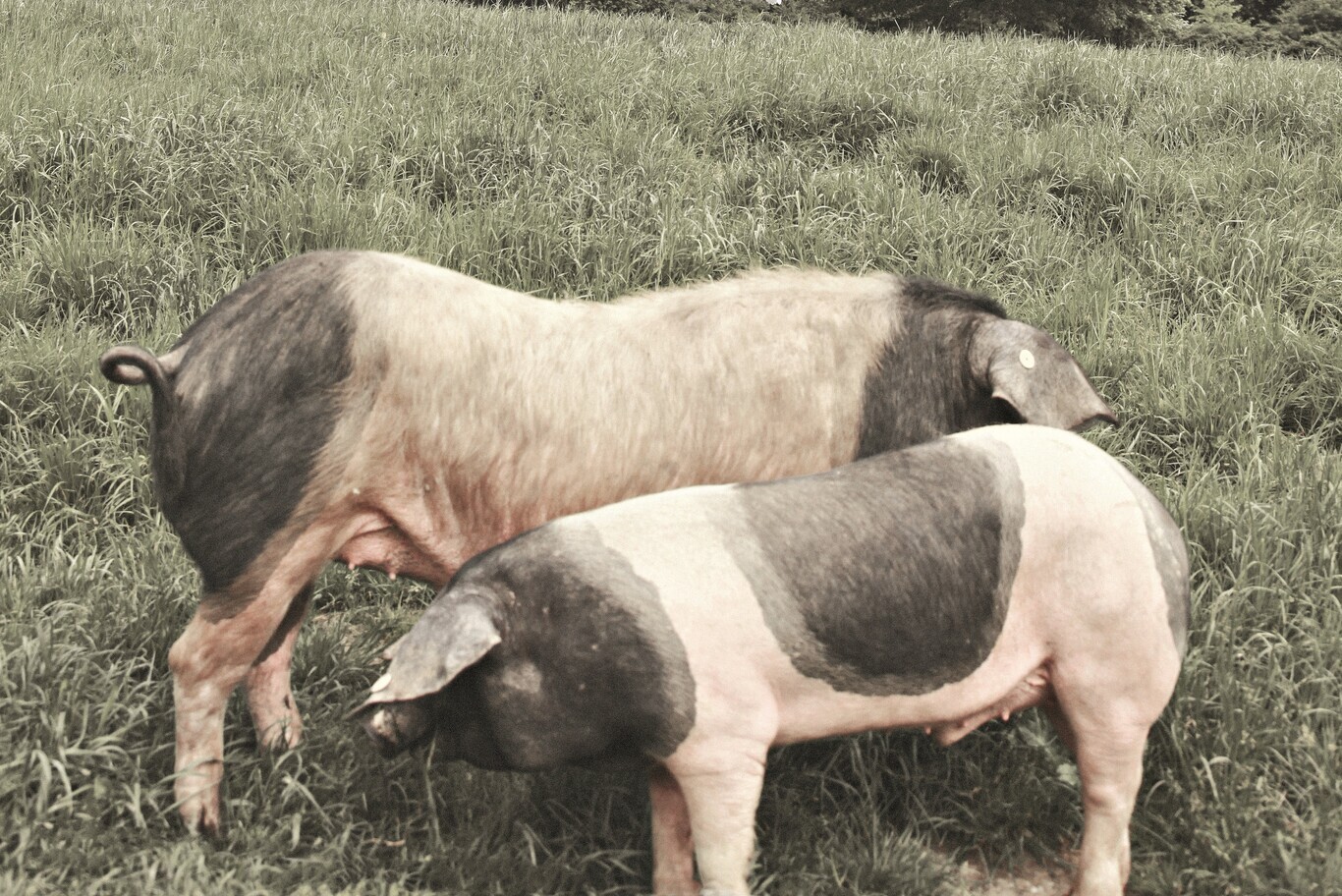 Siete razas de cerdo españolas tan buenas (o casi) como el ibérico: del ...