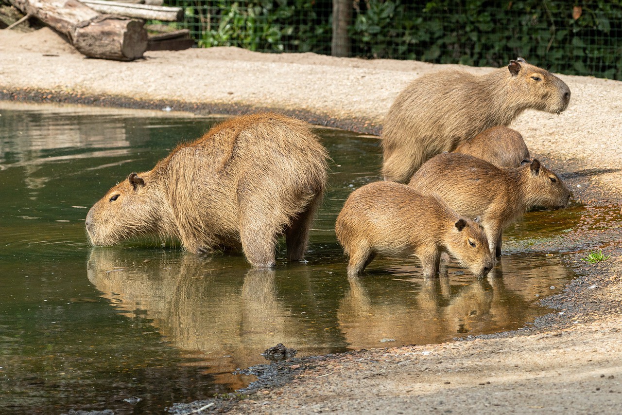 Qué zoológicos de México tiene capibaras: lista completa de estados y ...