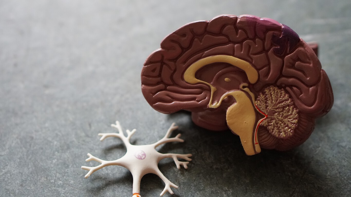 Así es como el estrés crónico puede dañar nuestro cerebro y empeorar ...