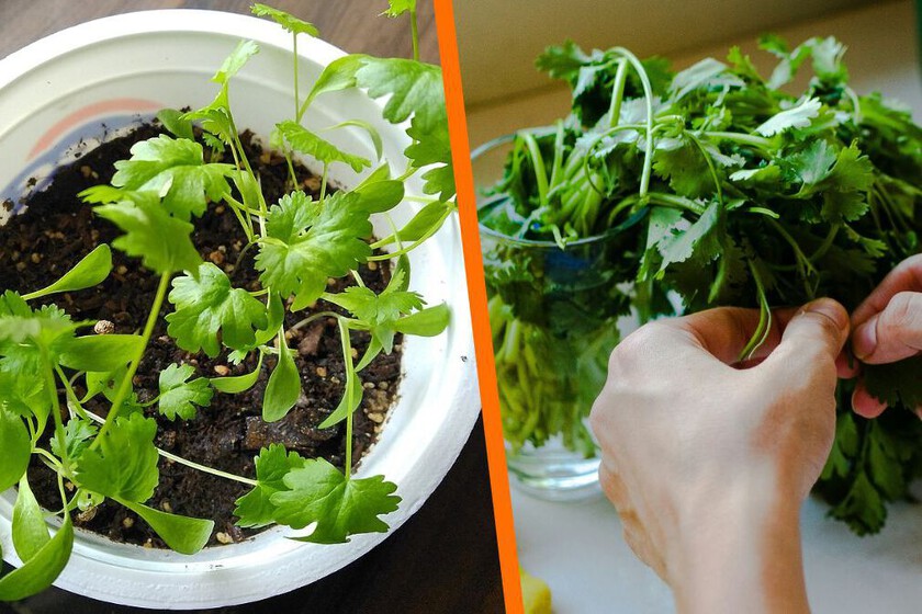 Cómo plantar cilantro en maceta: te damos el paso a paso para que no lo ...