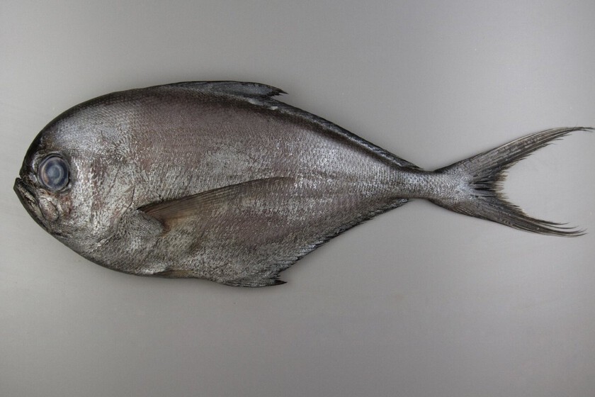 Palometa, japuta, zapatero o castañeta, un pescado azul rico en proteínas, barato y muy sabroso ...