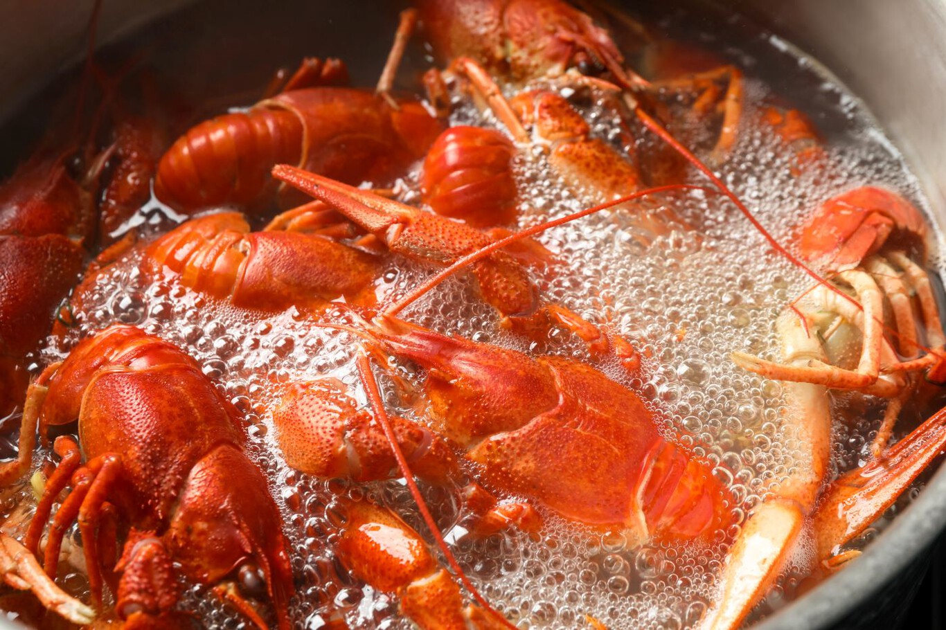 Cómo preparar la mariscada gallega perfecta: tipos de marisco y tiempos ...