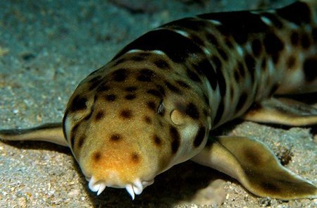 Ránking de las especies más raras del mundo