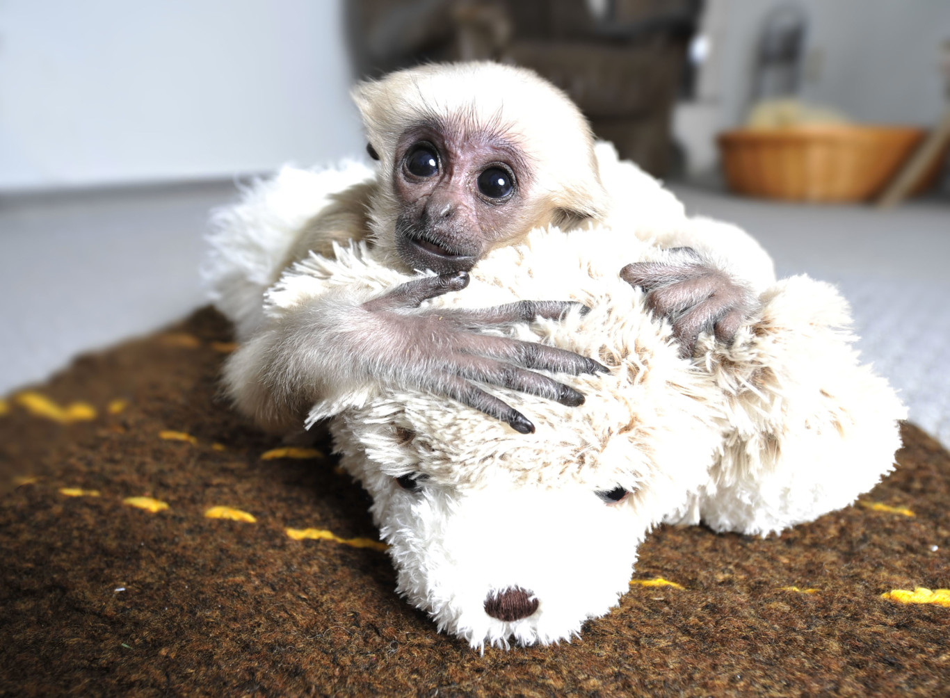 guerrillerosglobales | 17 animales absurdamente monos que están al ...