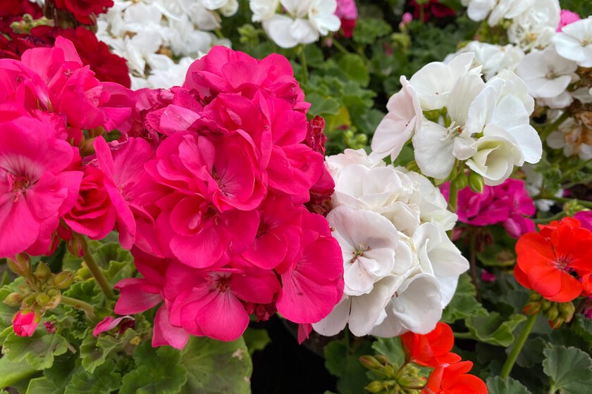 Cómo reproducir los geranios por esquejes: los trucos que debes saber