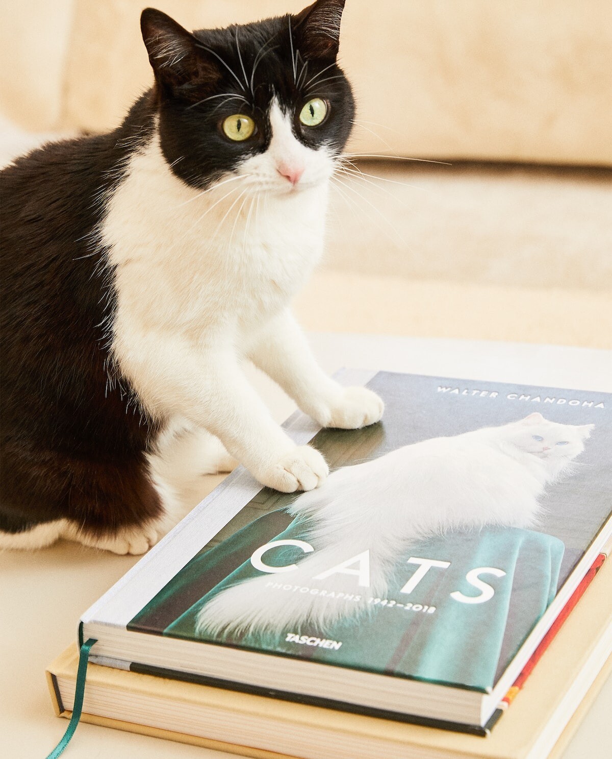 Zara Home sigue apostando por mimar a nuestras mascotas y amplía su ...