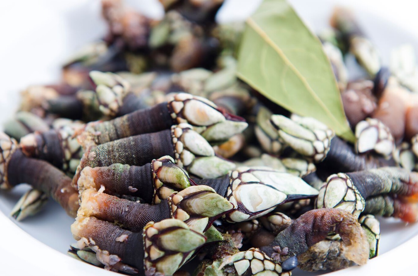 Cómo preparar la mariscada gallega perfecta: tipos de marisco y tiempos ...